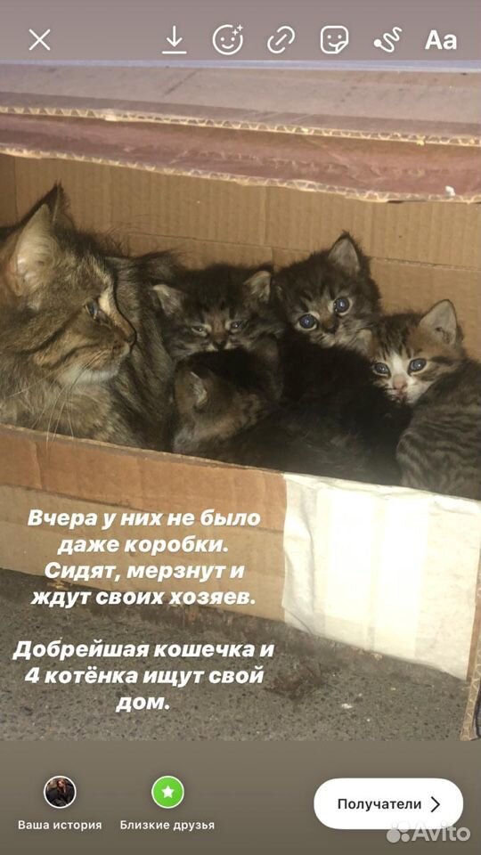 Кошка