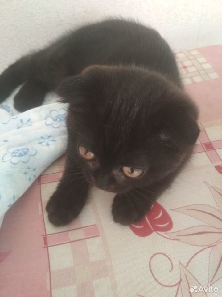 Шотландский вислоухий котик