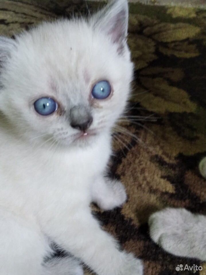 Шотландские котята