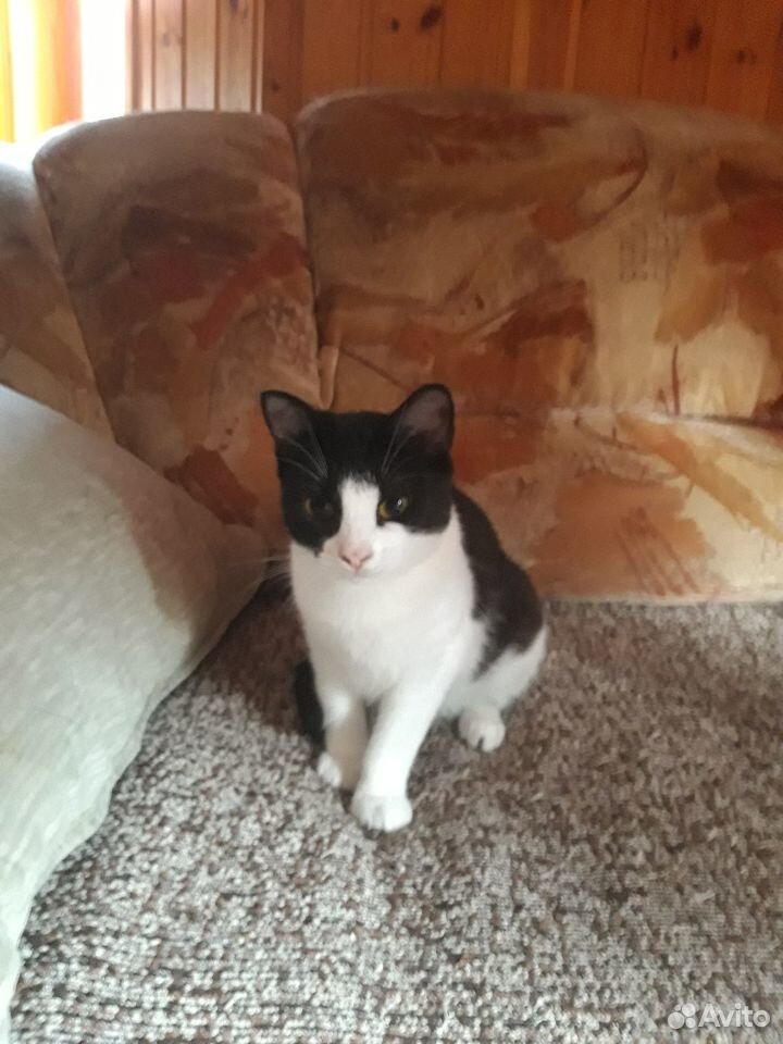 Фиона в добрые ручки