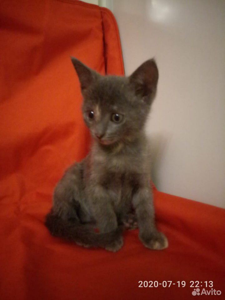 Котенок Сонечка