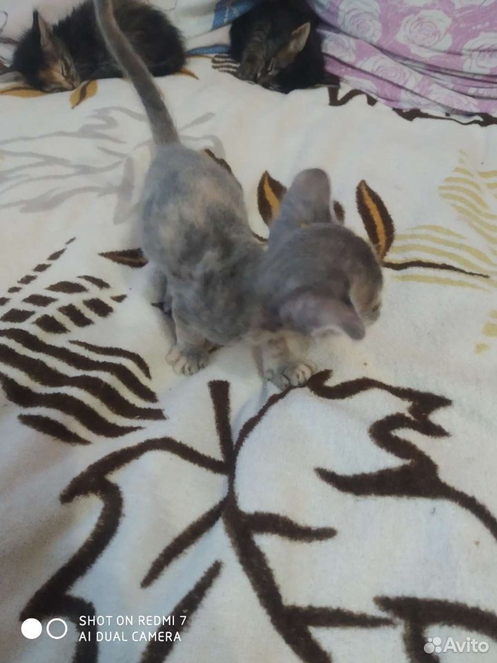 Отдам котят в добрые руки
