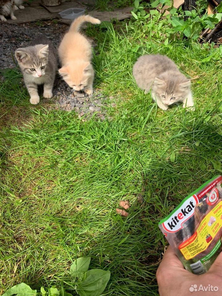 Котята очень симпатичные)