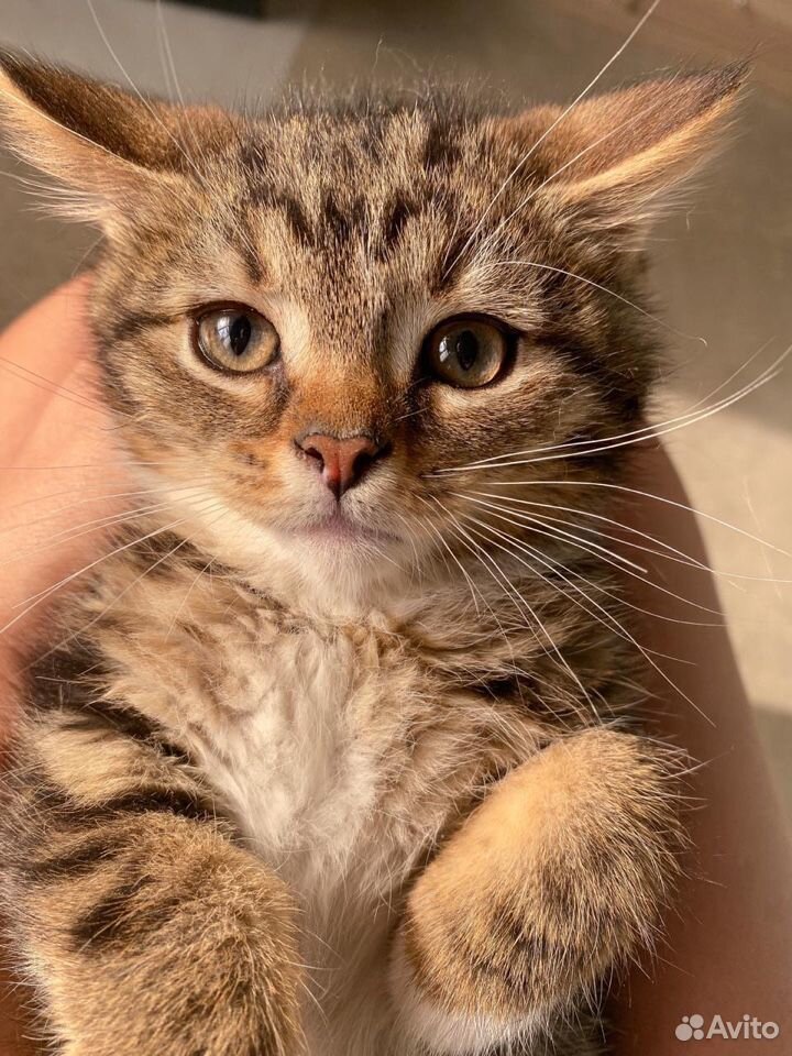 Маша Милаша - прелестная девочка