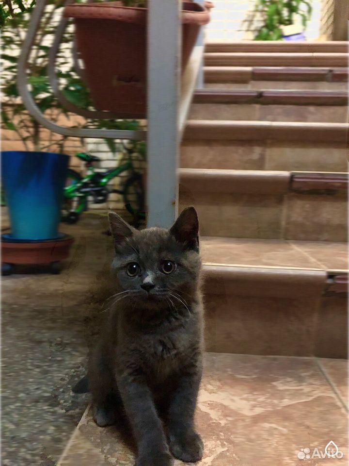 Кошка