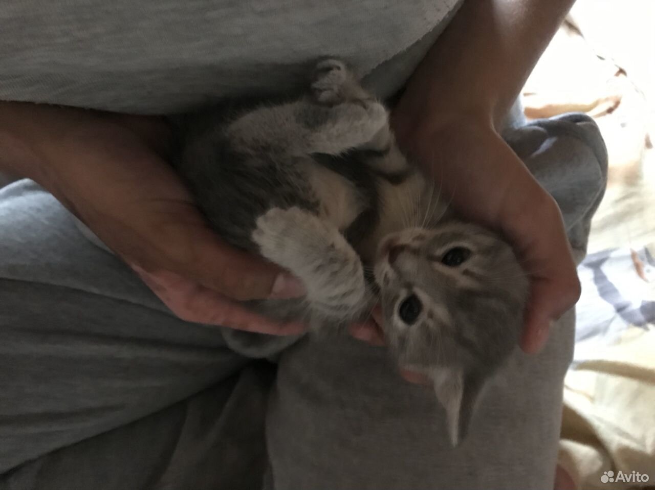 Котята Русской голубой кошки и Американского корот
