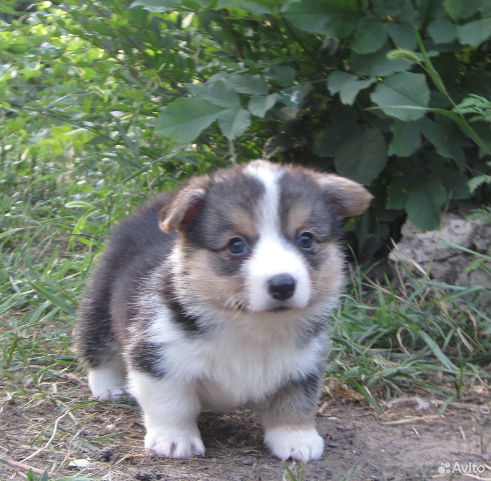 Мальчики Велш Корги Пемброк