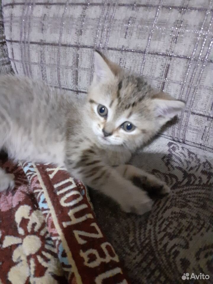 Отдам котят