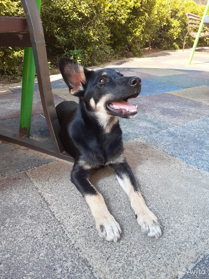 Супер Охранница мелкого калибра ищет дом