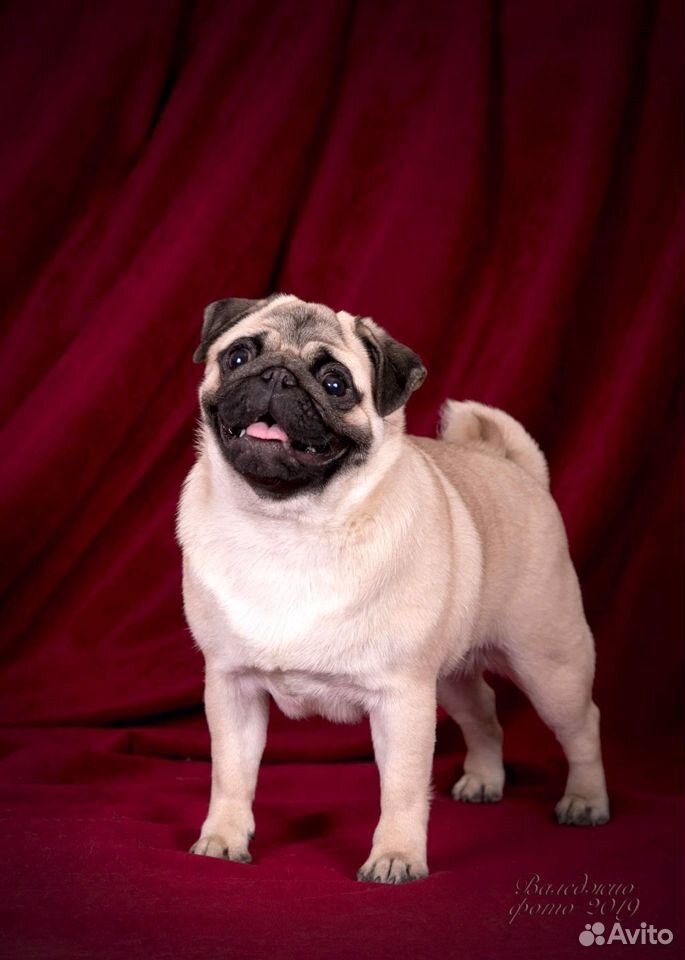 Резерв щенков мопса