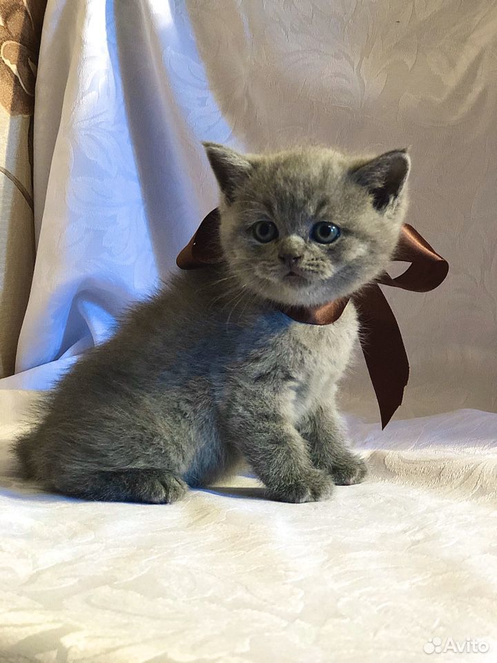 Британские котята