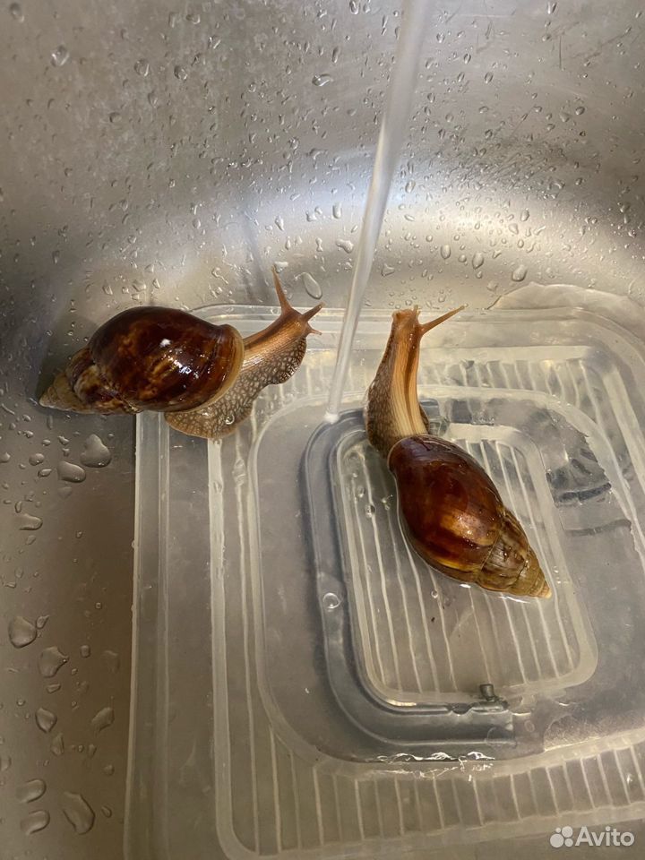 Улитка Ахатина