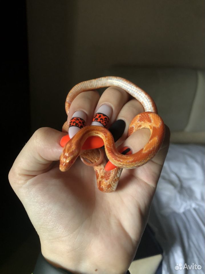 Маисовый полоз