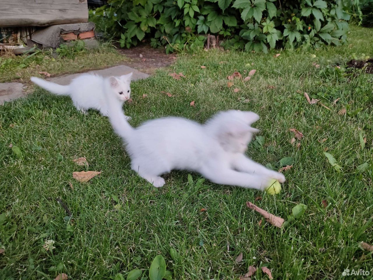 Котята.девочки