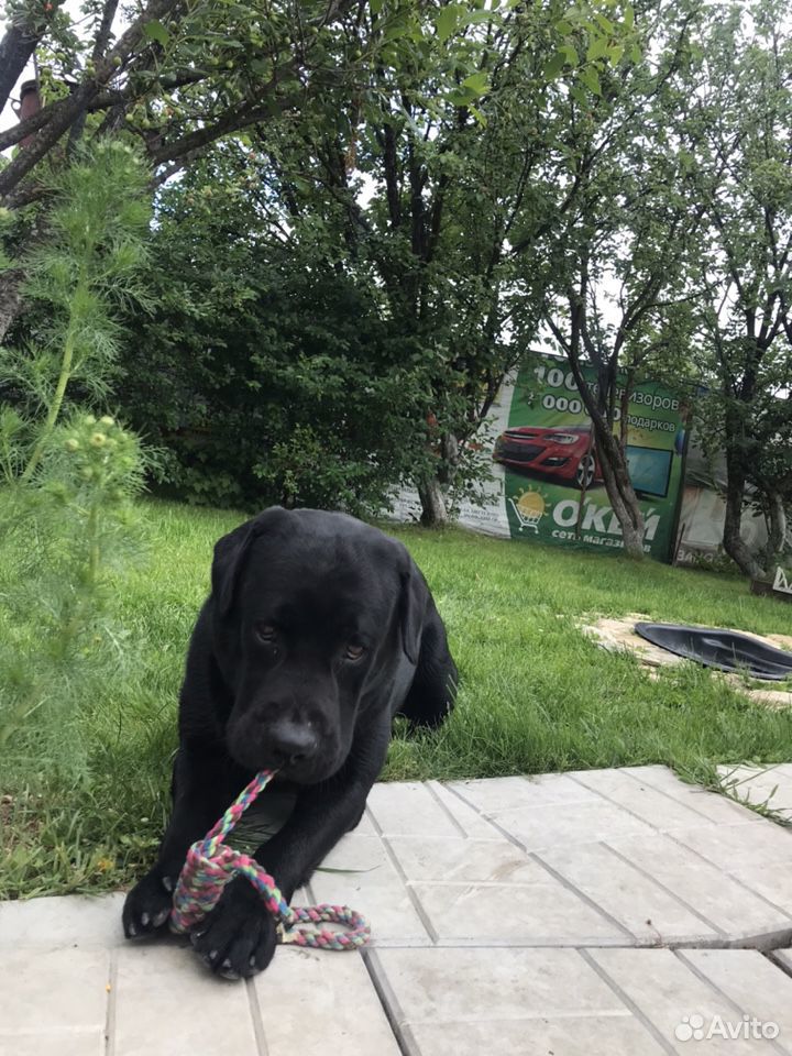 Вязка кабель лабрадор