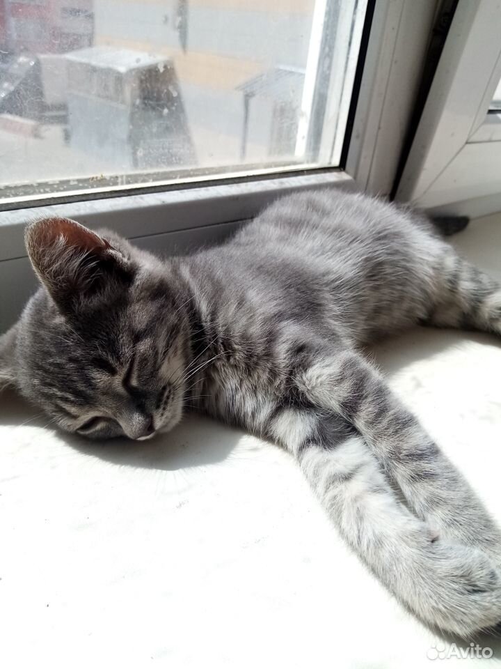Котенок Бублик в добрые руки