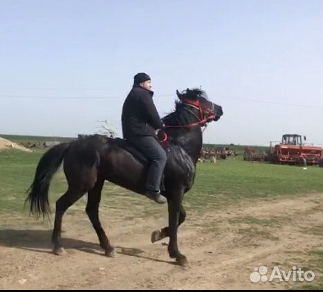 Карачаевский жеребец