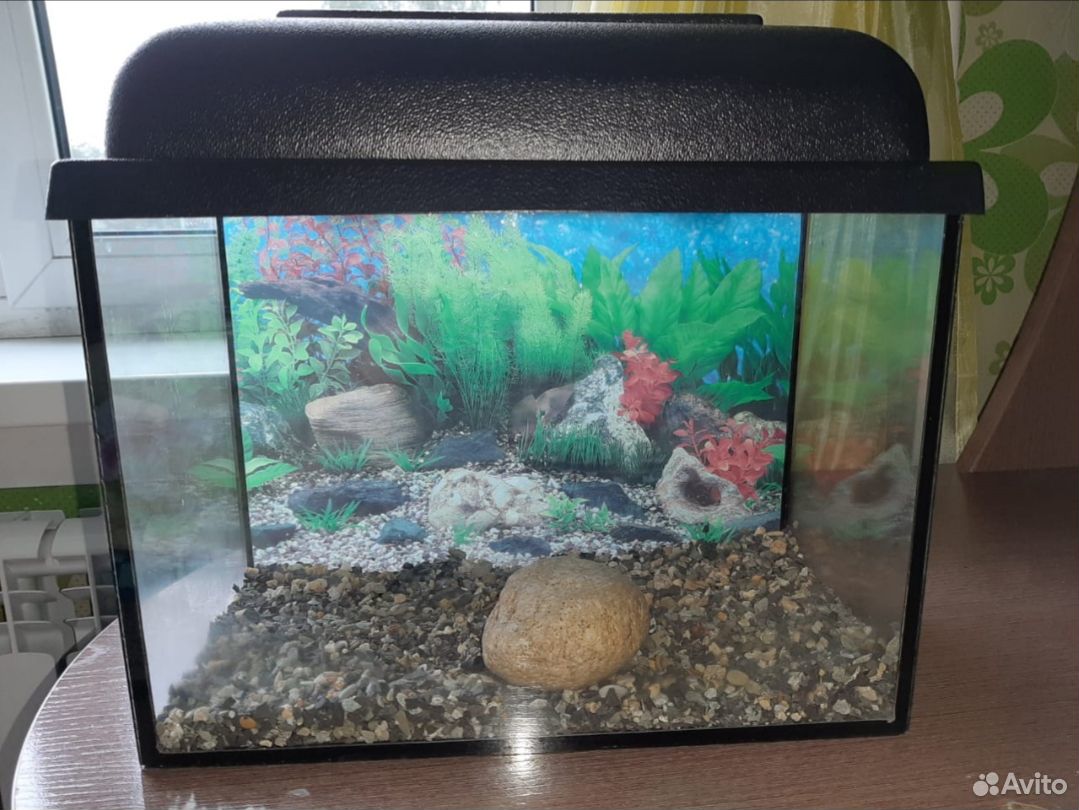 Аквариум для рыб с принадлежностями
