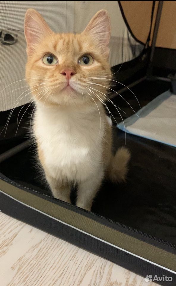 Самая лучшая Кошечка стерильная в добрые руки