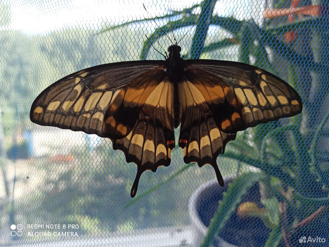 Тропические бабочки