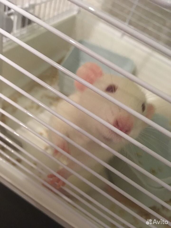 Крысы дамбо