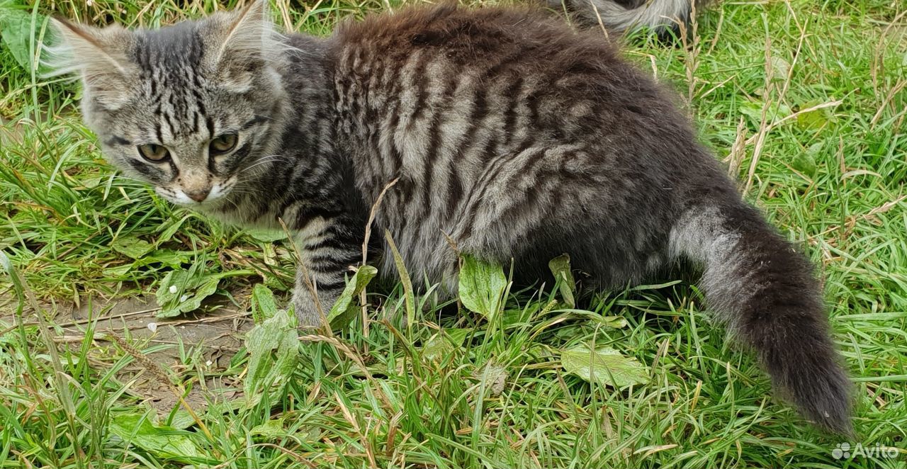 Ласковый котёнок грустит без хозяина