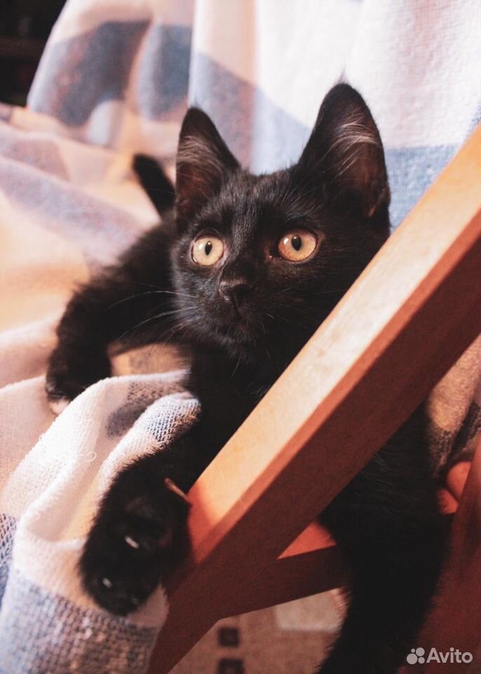 Котёнок, 3 месяца, в добрые руки