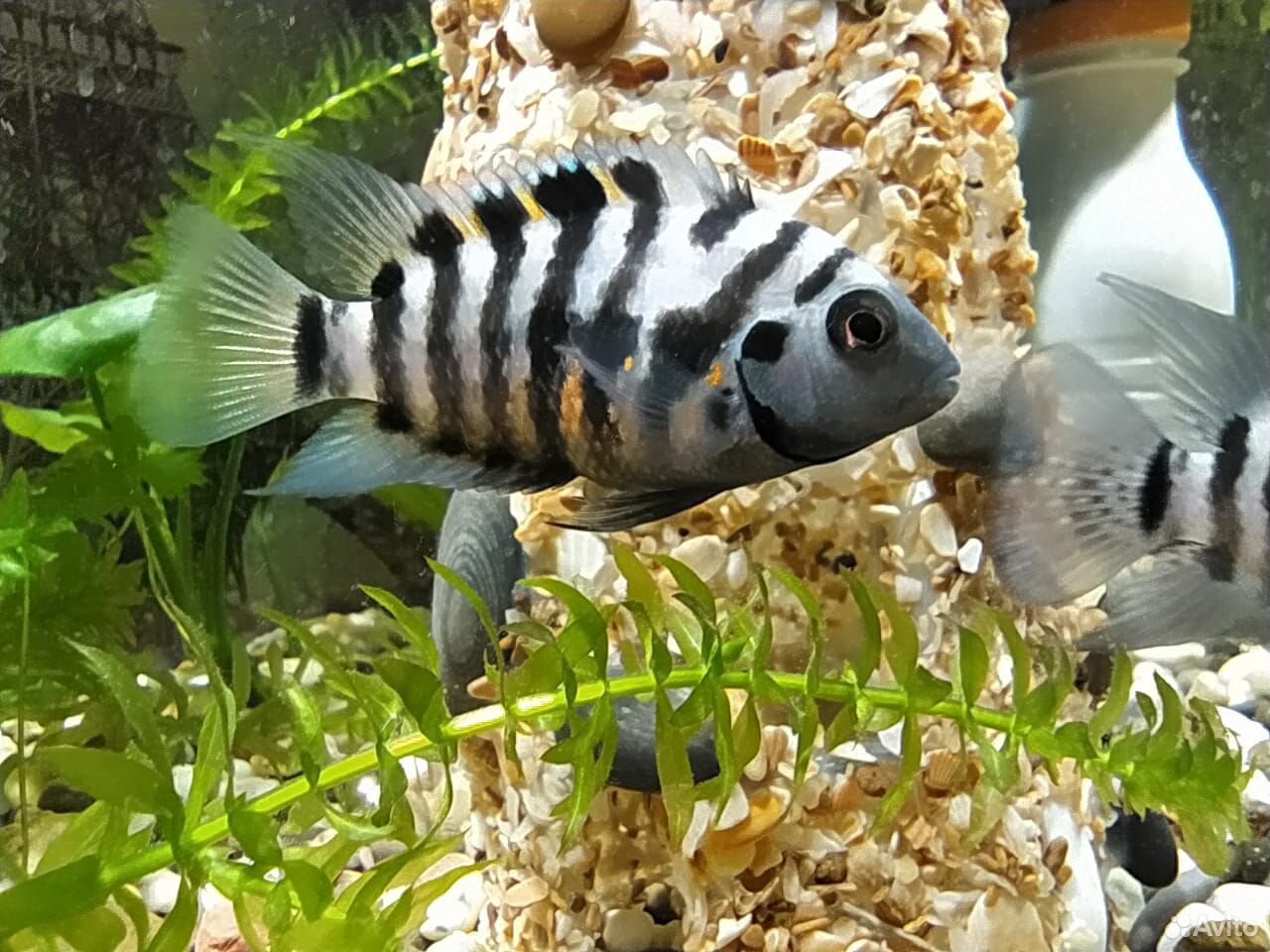 Аквариумные рыбки. Цихлазома