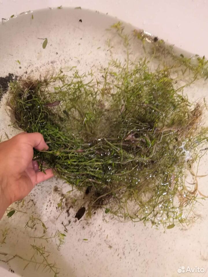 Прополка ротала индика