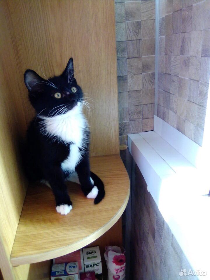 Котенок Гав. Прилестный котик. Лоток 5+ Кушает паш