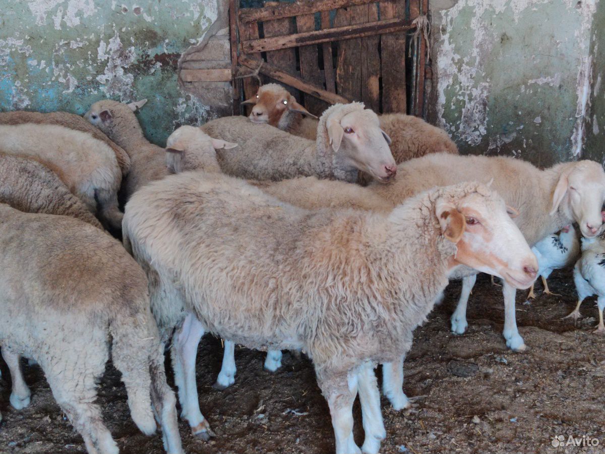 Продаются бараны