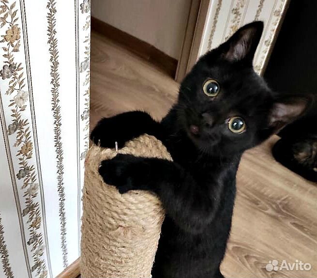 Котенок Мишка в добрые руки