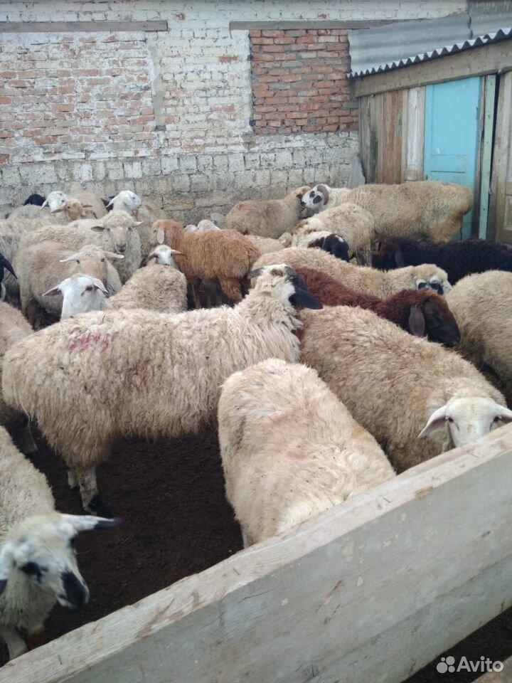 Продаются 4 Больших барана и голов 15 ягнят и мато