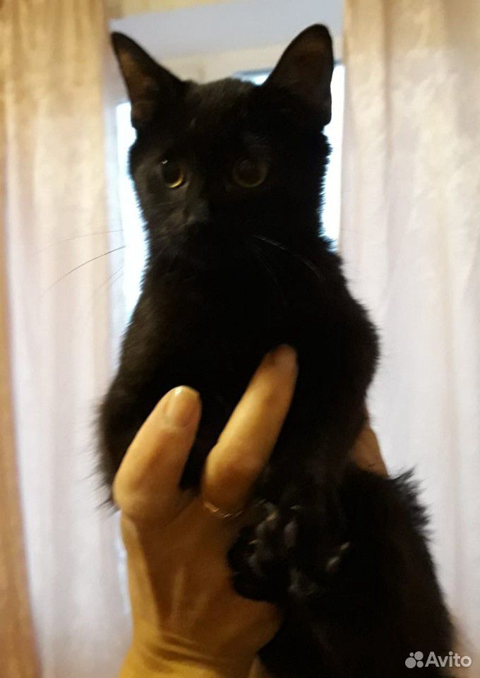 Котенок девочка 2,5 мес