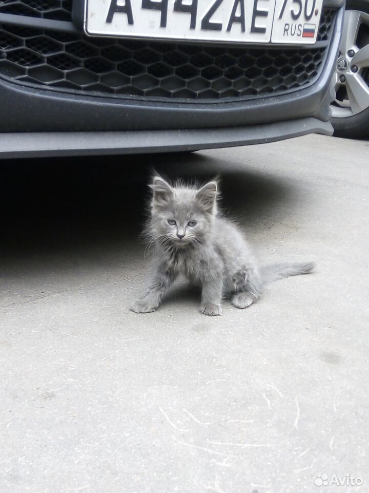 Котёнок Зефир 2 мес