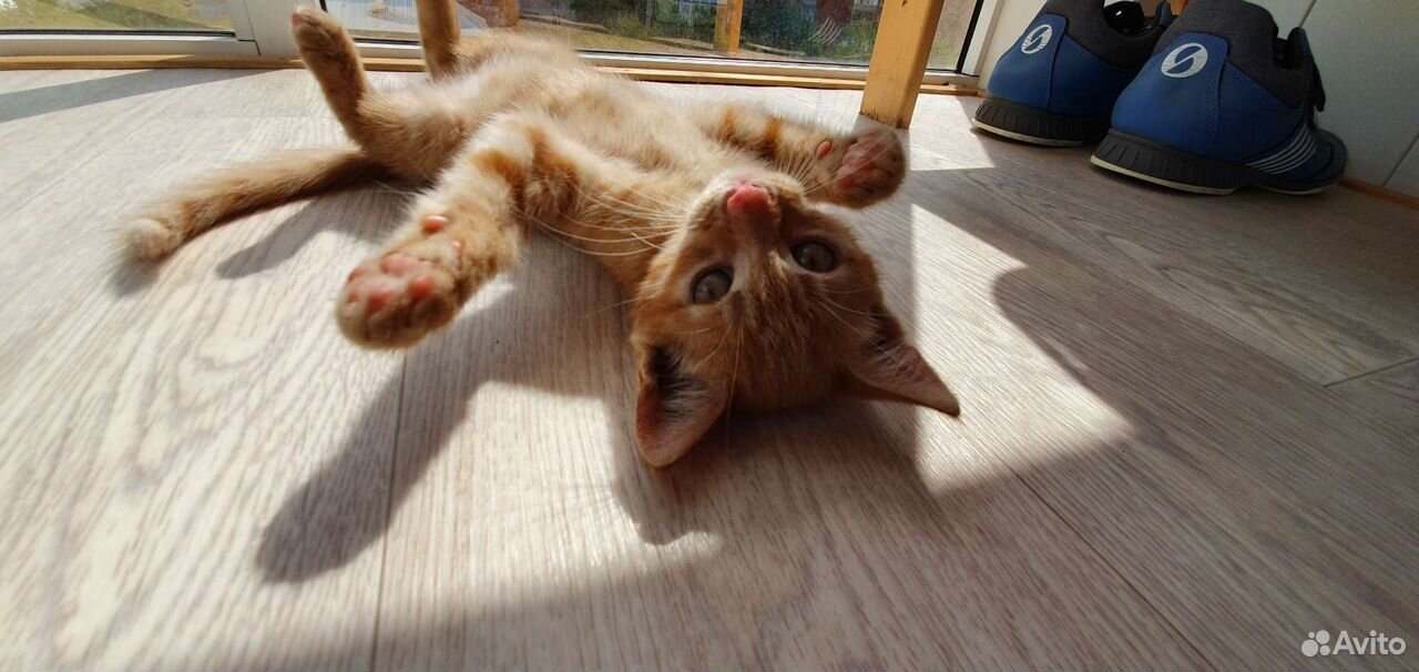 Кот