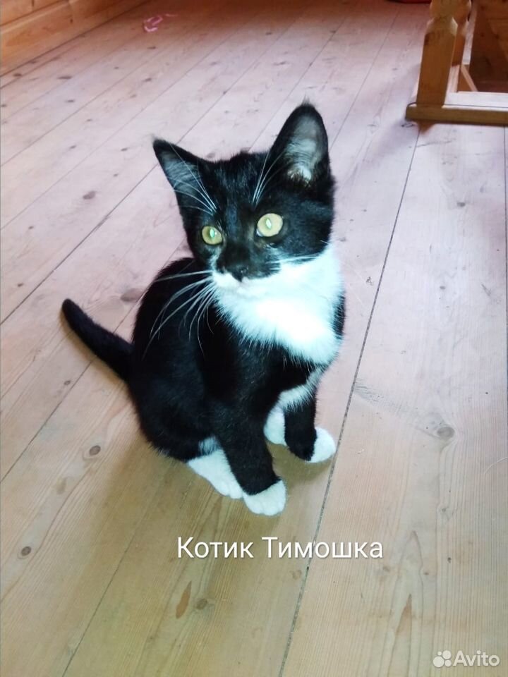 Тимошка ищет дом