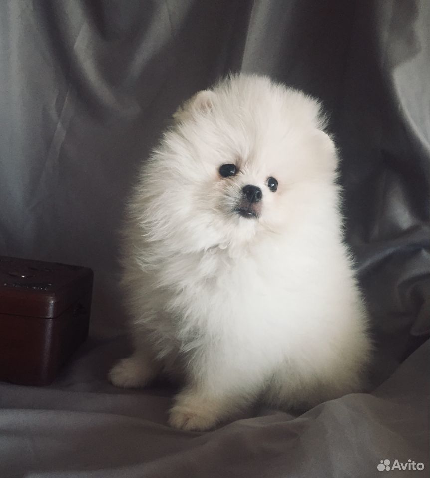 Малышка Мимимишка