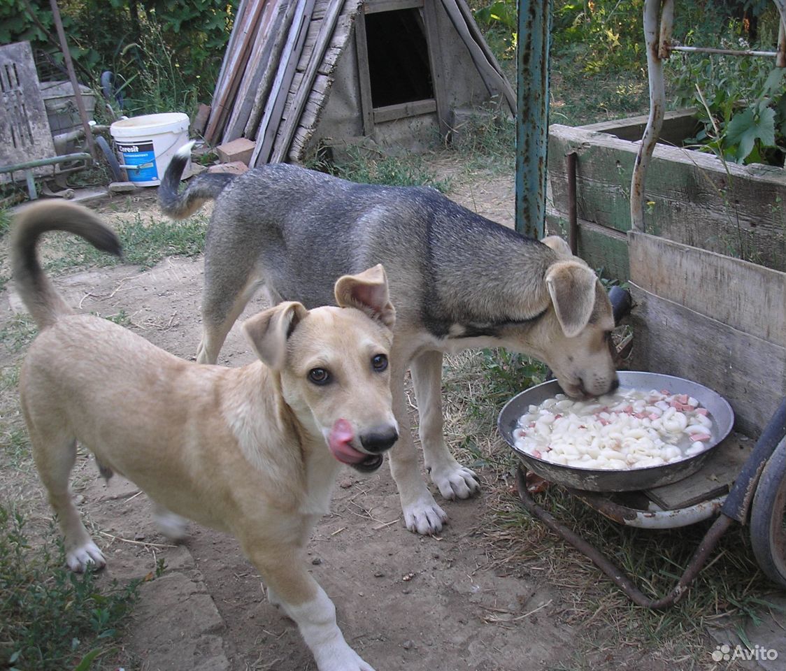 Щенки в добрые руки