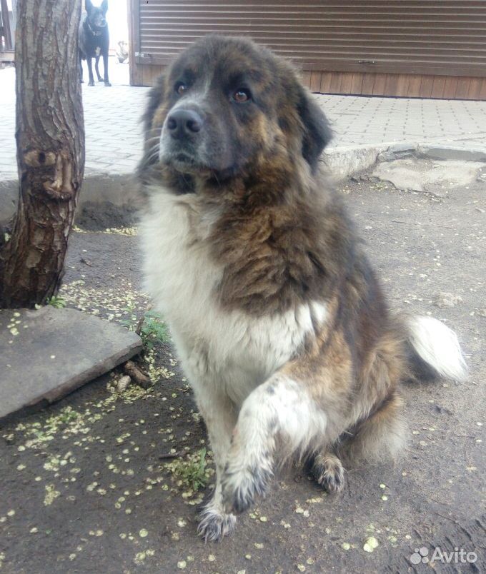 Серьезный охранник Бек ищет дом
