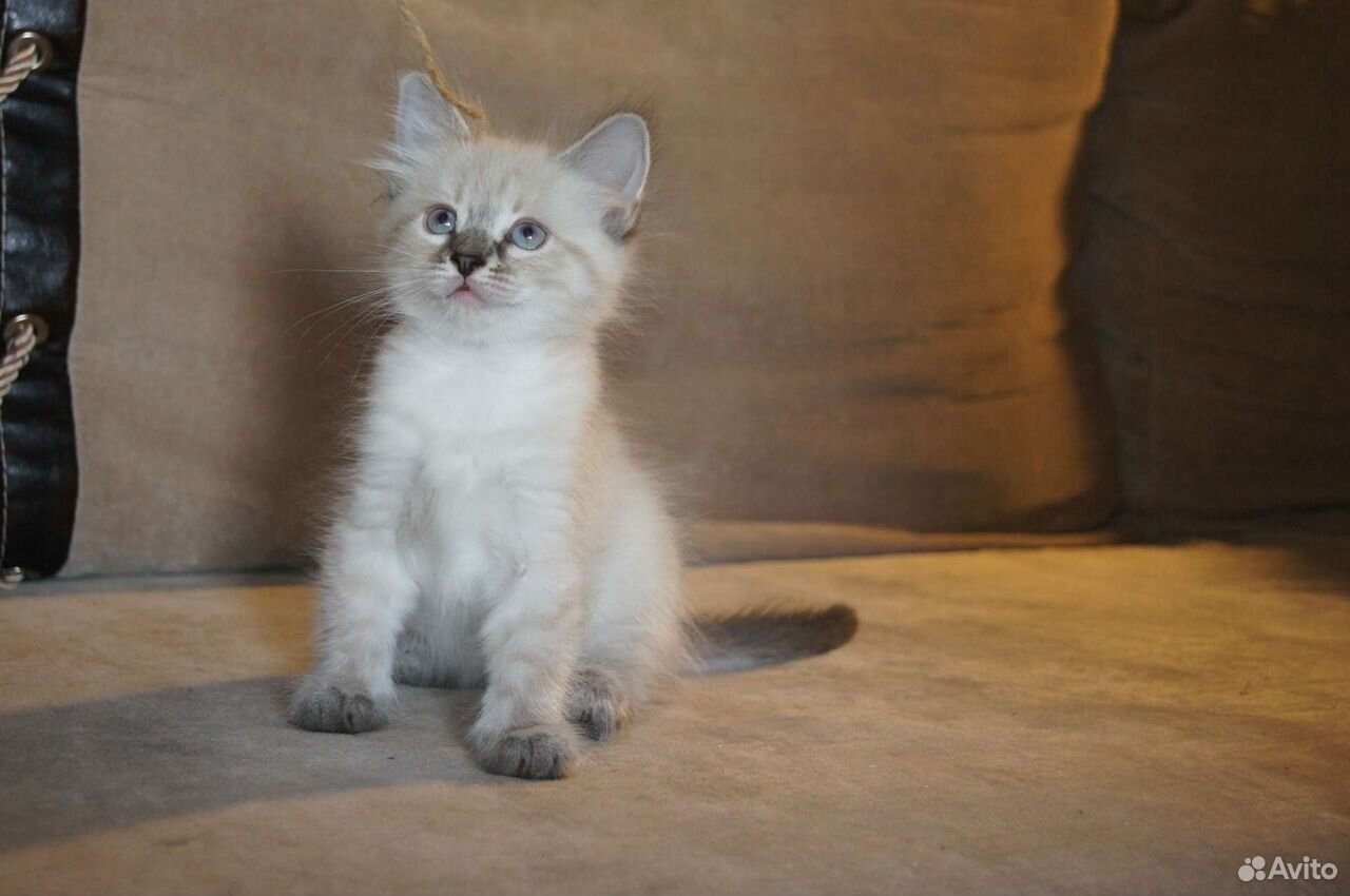 Котята оригинального окраса