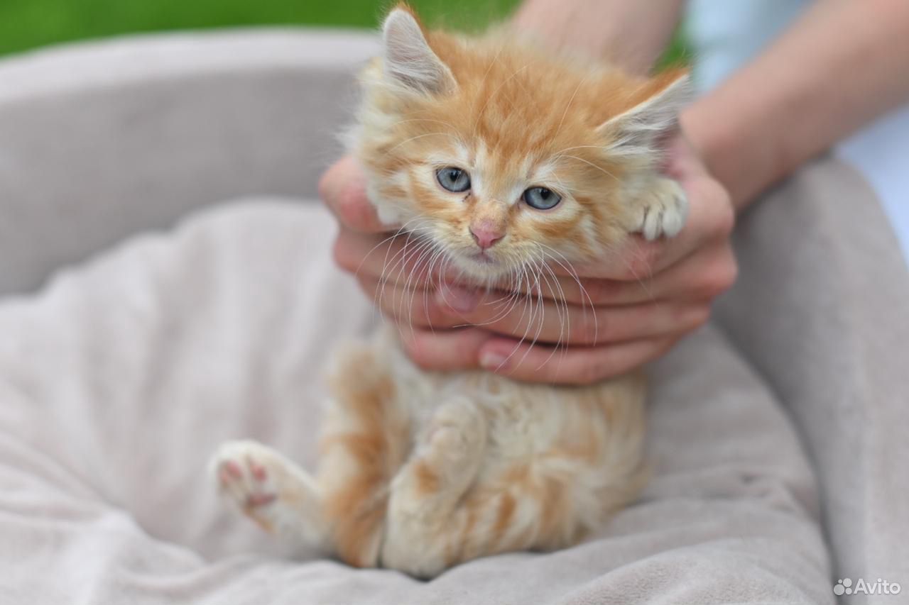 Апельсиновая кошечка ищет семью