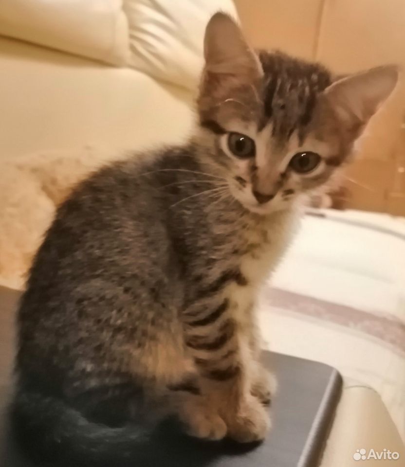 Домашняя кошечка ищет друзей