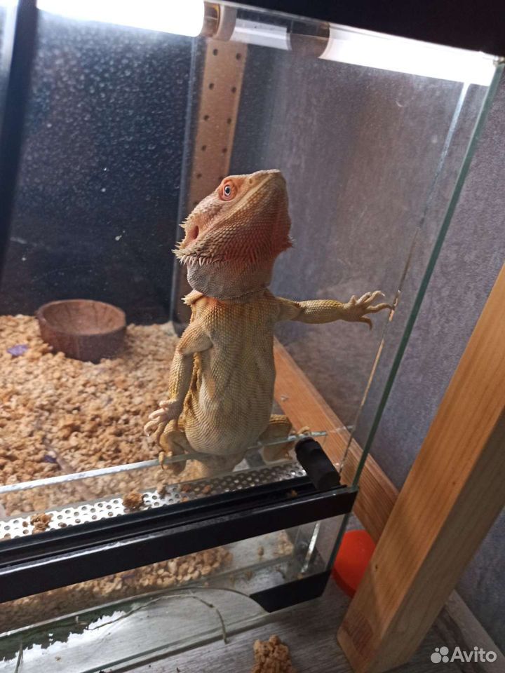 Бородатая Агама подросток (1.5 года)