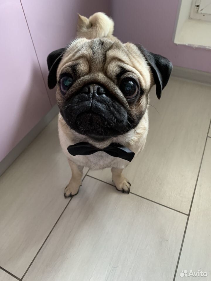 Мопс-мальчик (Вязка)