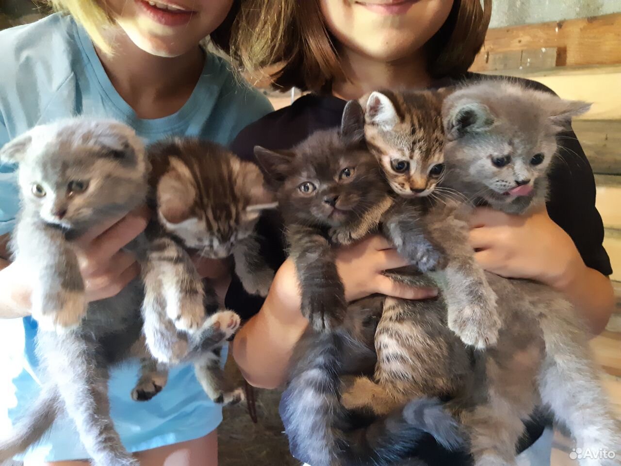 Шотландские котята полукровки