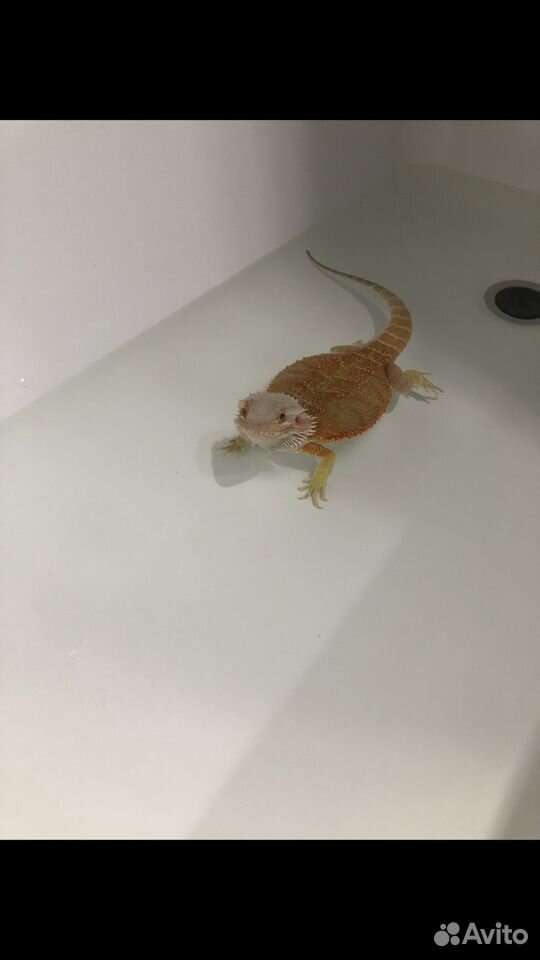 Бородатая агама