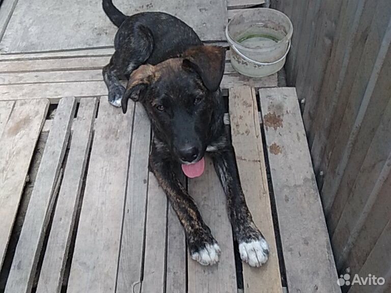 Щенок в хорошие руки