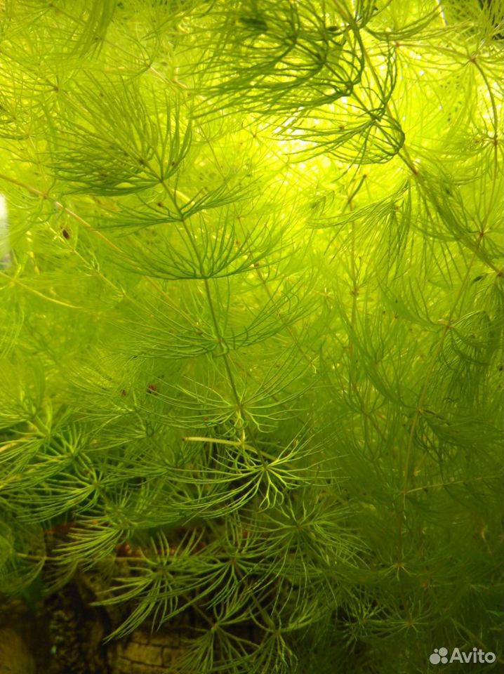 Аквариумное растение