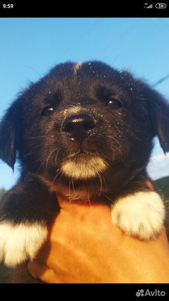 Шикарный колобок 1 месяц